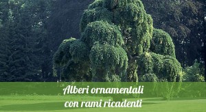 7 alberi ornamentali con rami ricadenti - Orto24
