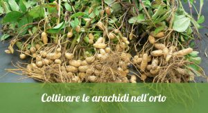 Coltivare le arachidi nell'orto - Orto24